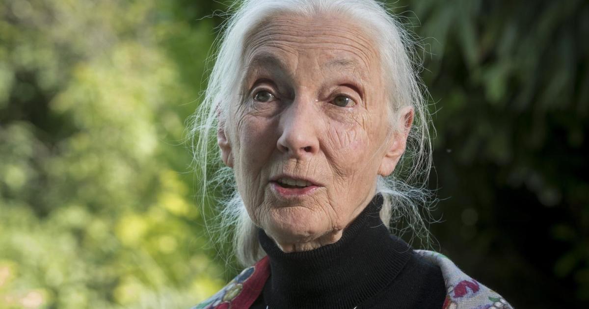 Hírklikk - Jane Goodall: az emberiség képes a Föld megmentésére