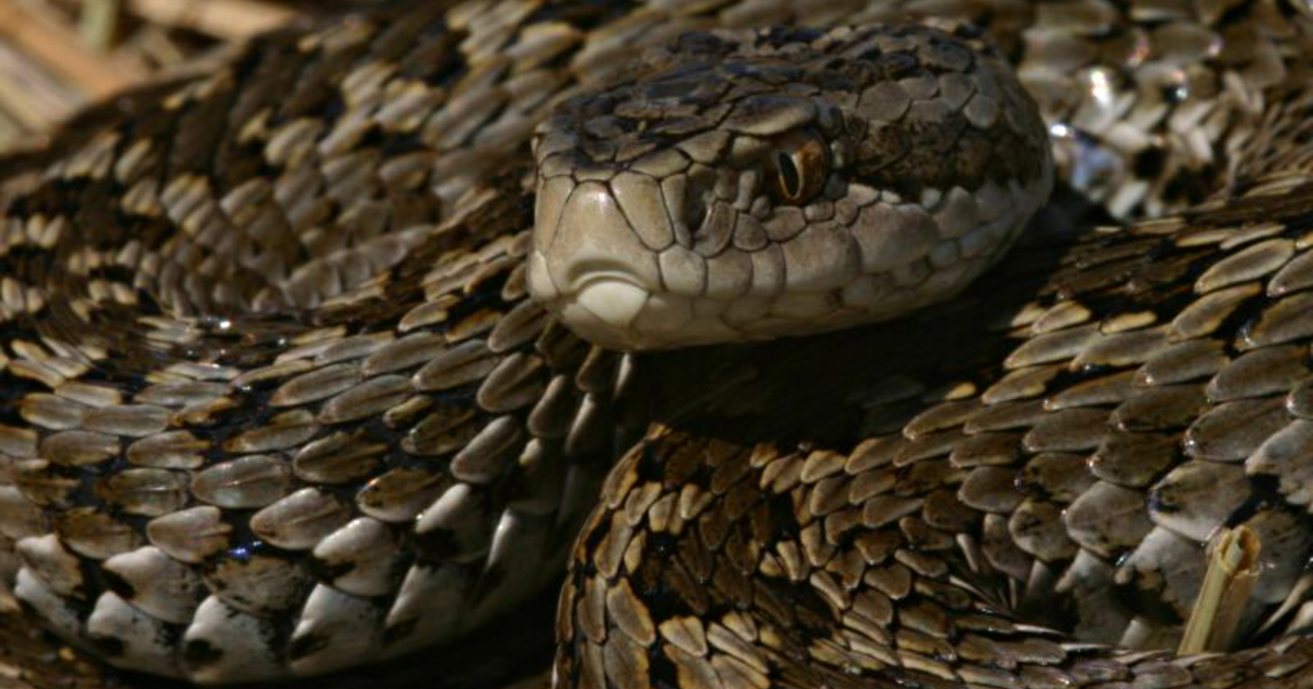 Hírklikk - Öt helyszínen rendezik meg a rákosi vipera napját